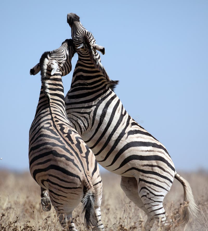 Zebra stallions fighting stock photo. Image of zebra - 11950522