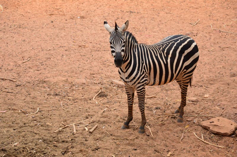 Zebra stand on field. stock image. Image of stand, natural - 69554977