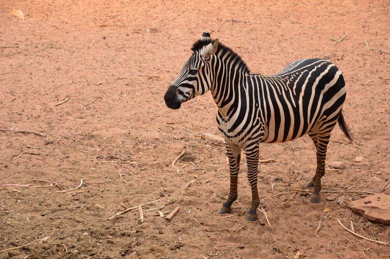 Zebra stand on field. stock photo. Image of adult, black - 69555024