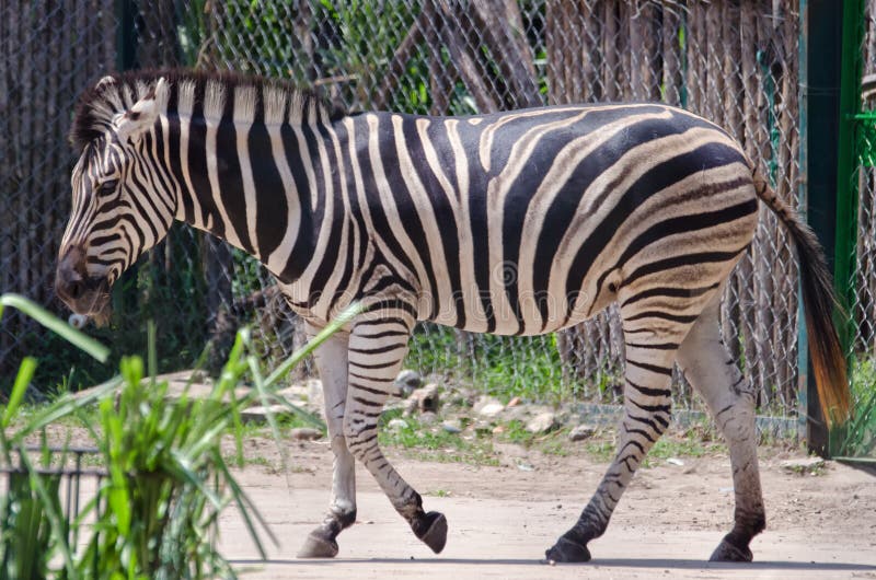 Zebra Standing stock photo. Image of zebra, standing - 28639404