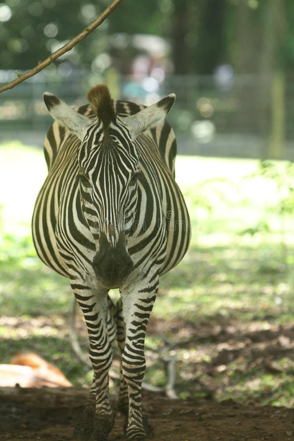 A Zebra is Standing Alone in the Field Stock Photo - Image of jungle ...