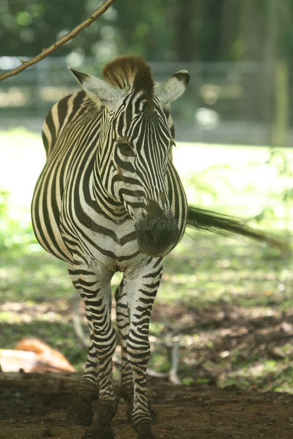 A Zebra Standing Alone in a Field Stock Photo - Image of standing ...