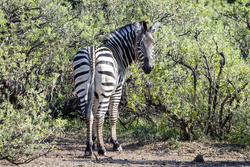 Zebra Standing Alone in the Okavango Delta, Botswana, Africa Stock ...
