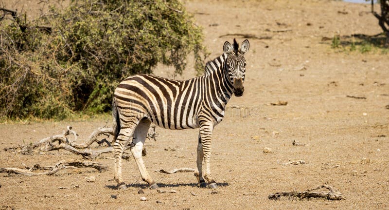 Zebra Standing Alone in the Okavango Delta, Botswana, Africa Stock ...