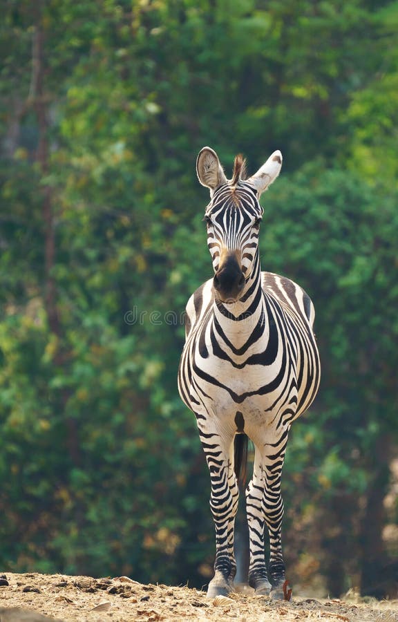 Zebra Standing on a Meadow in Colchester Zoo Stock Photo - Image of ...