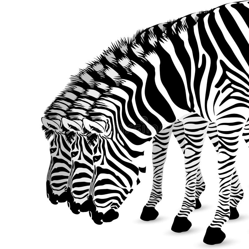 Zebra Standing Bend Down Stock Illustrations – 4 Zebra Standing Bend ...