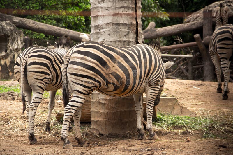 Zebra Standing on the Cage. Stock Photo - Image of striped, grassland ...