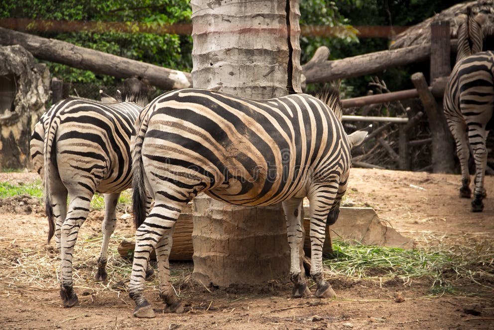 Zebra Standing on the Cage. Stock Photo - Image of striped, grassland ...