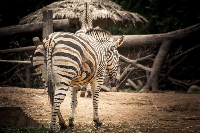 Zebra Standing on the Cage. Stock Photo - Image of black, bangkok: 98211922
