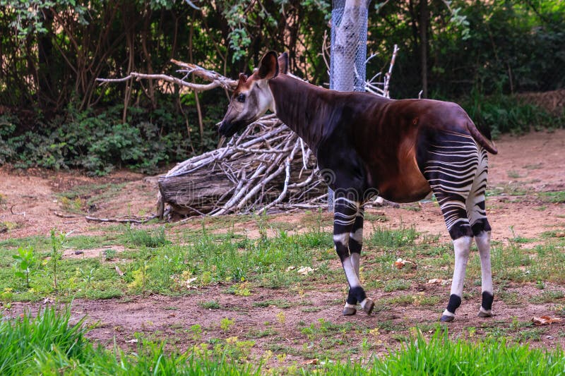 A Zebra Standing in a Grassy Field Stock Photo - Image of zebra, mammal ...