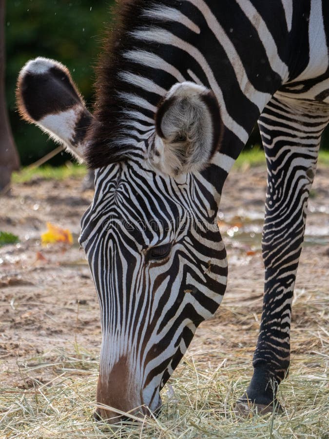 Zebra Standing in a Grassy Zoo, Enjoying a Meal of Fresh Grass Stock ...