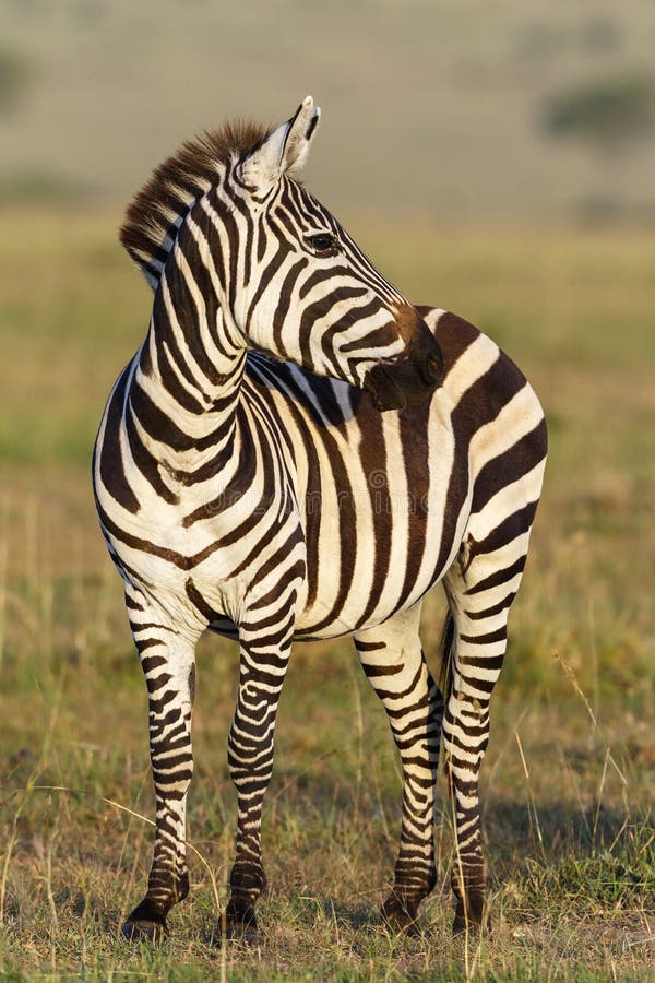 Zebra Standing and Looking Aside Stock Photo - Image of side, standing ...