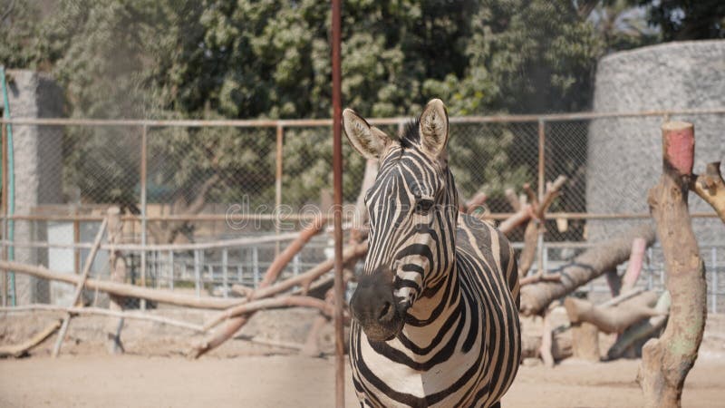 Zebra Standing and Looking Forward Stock Image - Image of isolated ...