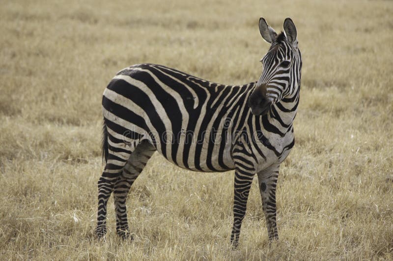Zebra stock photo. Image of abstract, mara, clouds, nose - 36697510