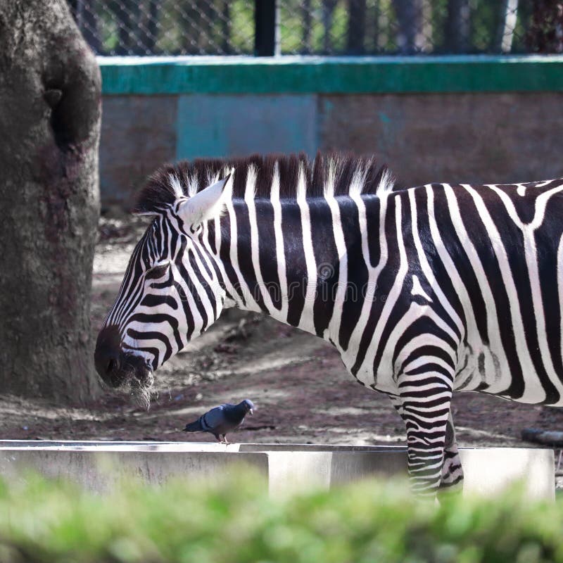 Zebra Standing Near a Tree on the Ground Stock Photo - Image of tiger ...