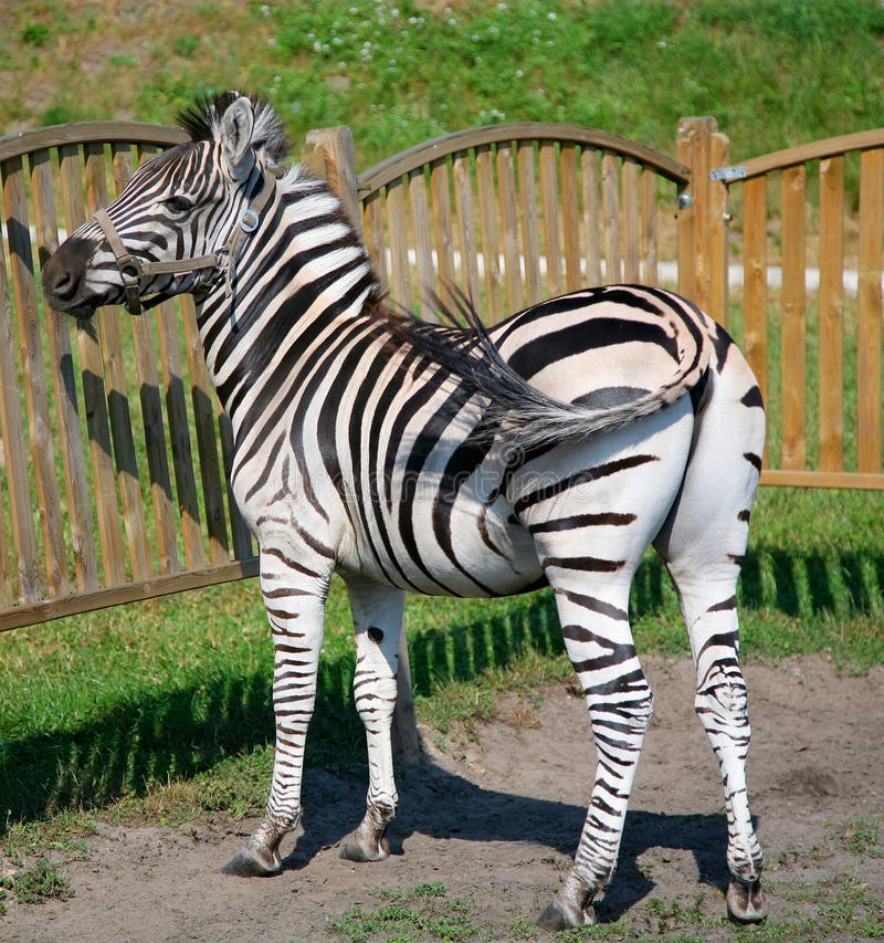 A Zebra Standing Near Wooden Fence Stock Photo - Image of hunting ...