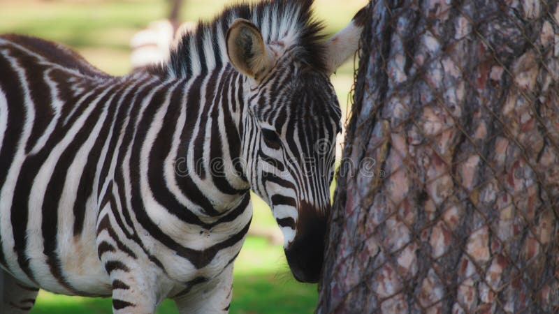 Zebra Standing Next To a Tree Trunk Stock Footage - Video of zebra ...