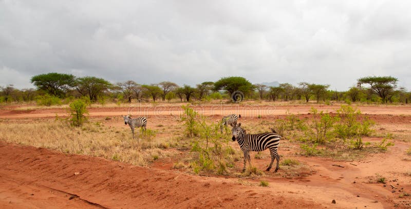 Zebra Standing by the Road in the Savannah Stock Photo - Image of ...