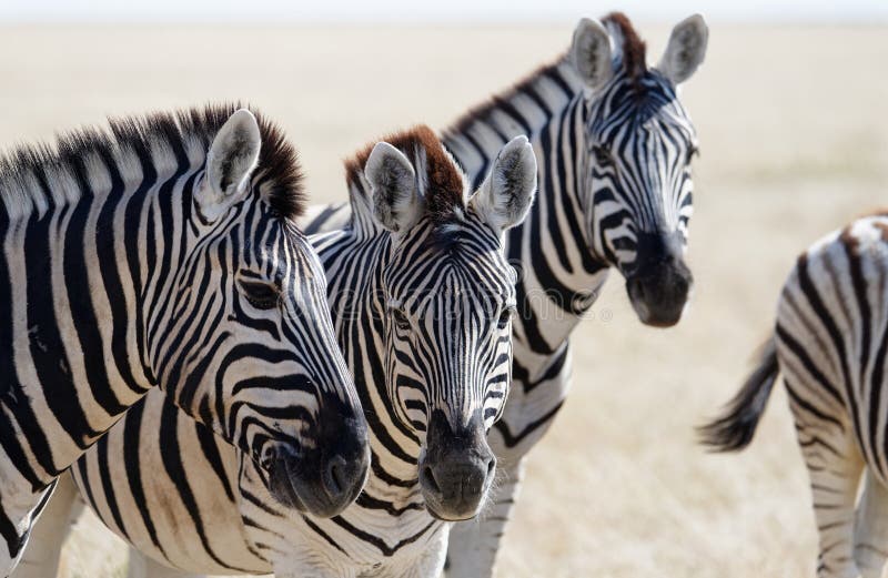 Zebra are Standing on the Savannah in a Group in Namibia Stock Image ...