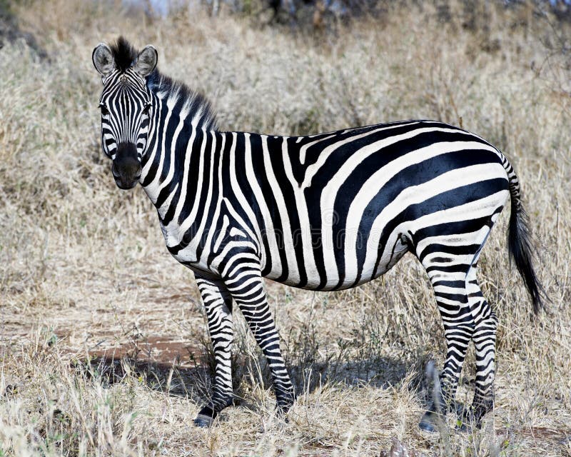 Zebra standing sideview stock photo. Image of standing - 81432400