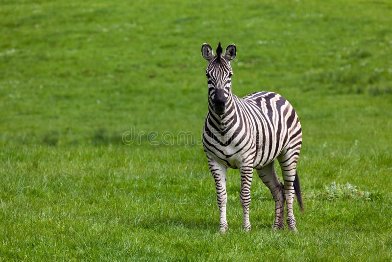 Zebra Standing in Spring Grass Stock Photo - Image of grazing, grass ...