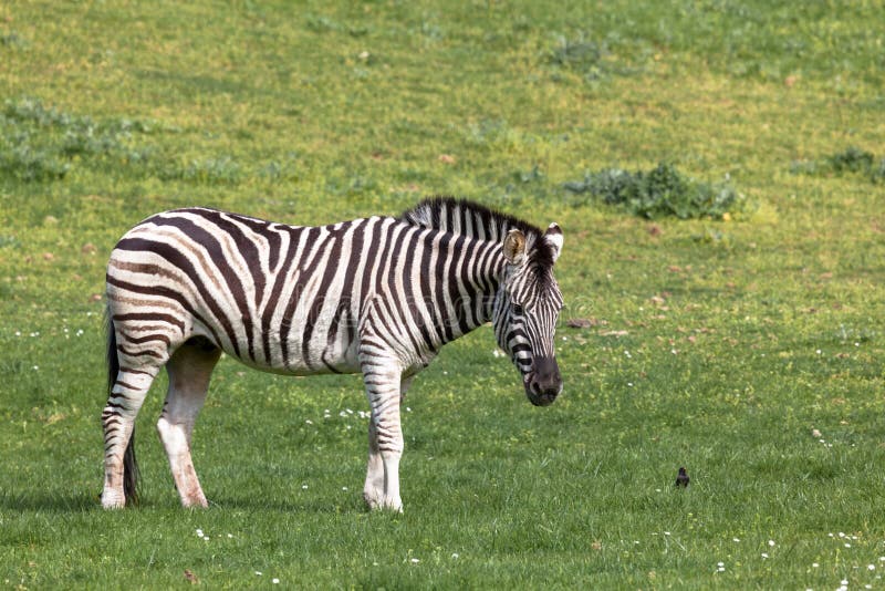 Zebra Standing in Spring Grass Stock Photo - Image of horse, wildlife ...