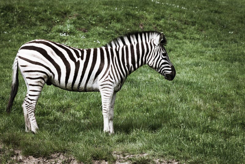 Zebra Standing in Spring Grass Stock Photo - Image of adventure ...