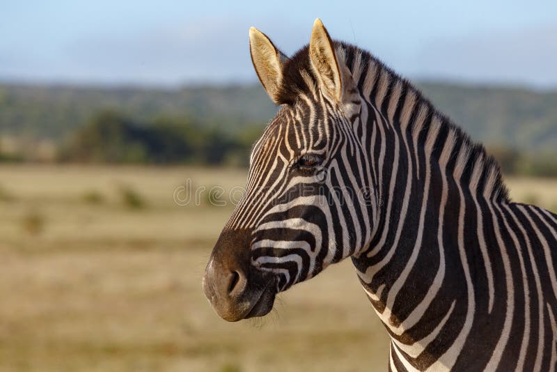 Zebra Standing and Thinking Stock Image - Image of field, adventure ...