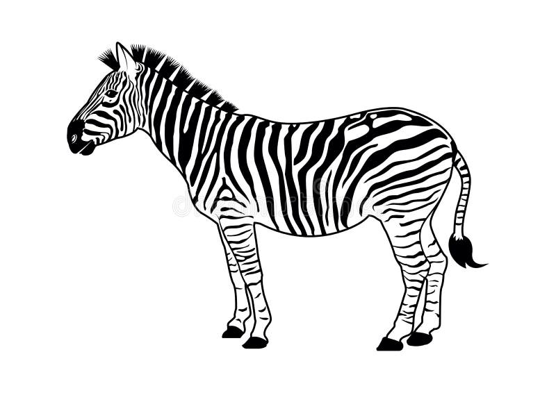 Zebra Standing Vector Illustration Stock Vector - Illustration of ...