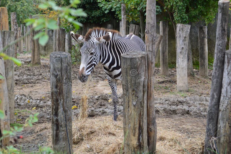 Sad zebra in a zoo park stock image. Image of zebra - 341057005