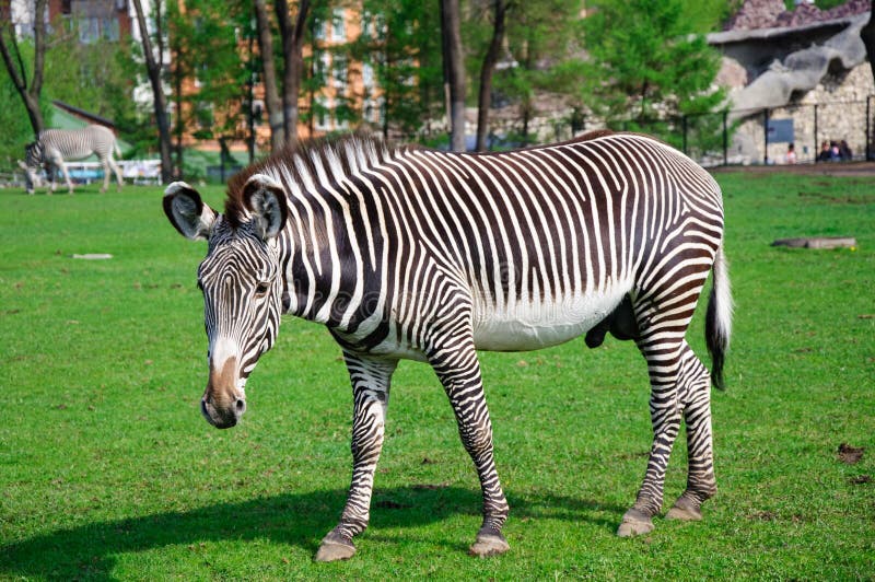 Zebra standing in a zoo stock photo. Image of 14th, april - 67656546