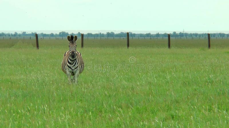 A Zebra Wags Its Tail Close Up Shot Stock Footage - Video of standing ...