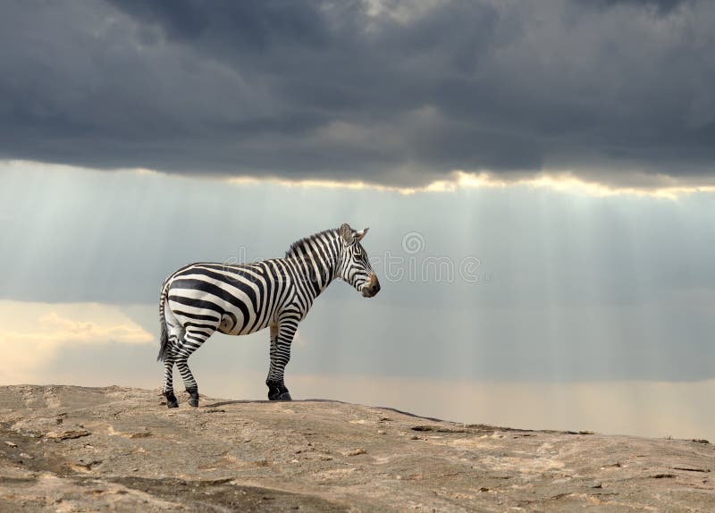 Zebra Looking left stock photo. Image of profile, park - 10700158