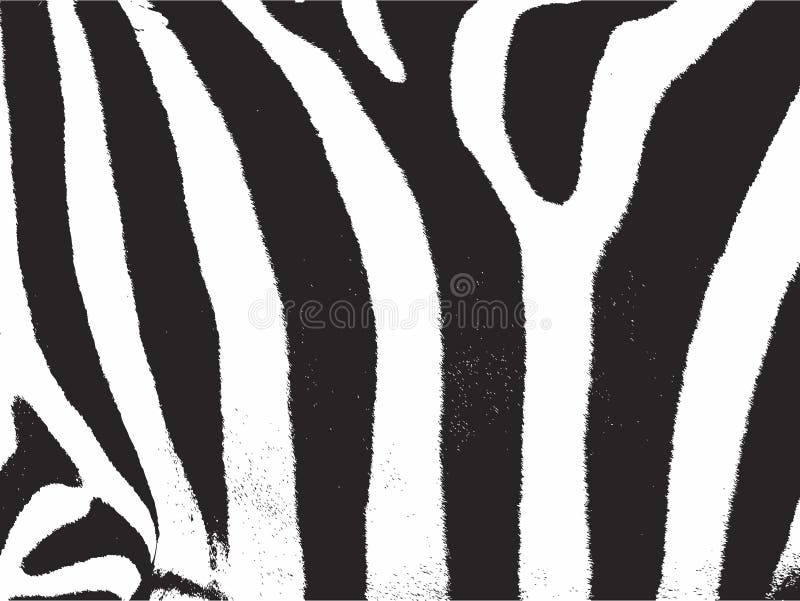 Zebra Strip. Zebra Stripes Pattern Texture Stock Vector - Illustration ...