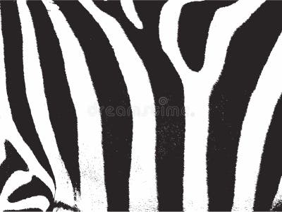 Zebra Strip. Zebra Stripes Pattern Texture Stock Vector - Illustration ...