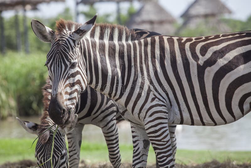 Zebra stripe stock photo. Image of nature, safari, zebra - 42106354