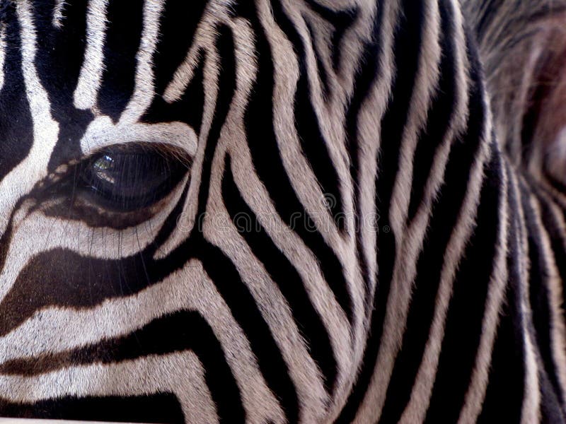 Zebra Stripes Picture. Image: 101322188