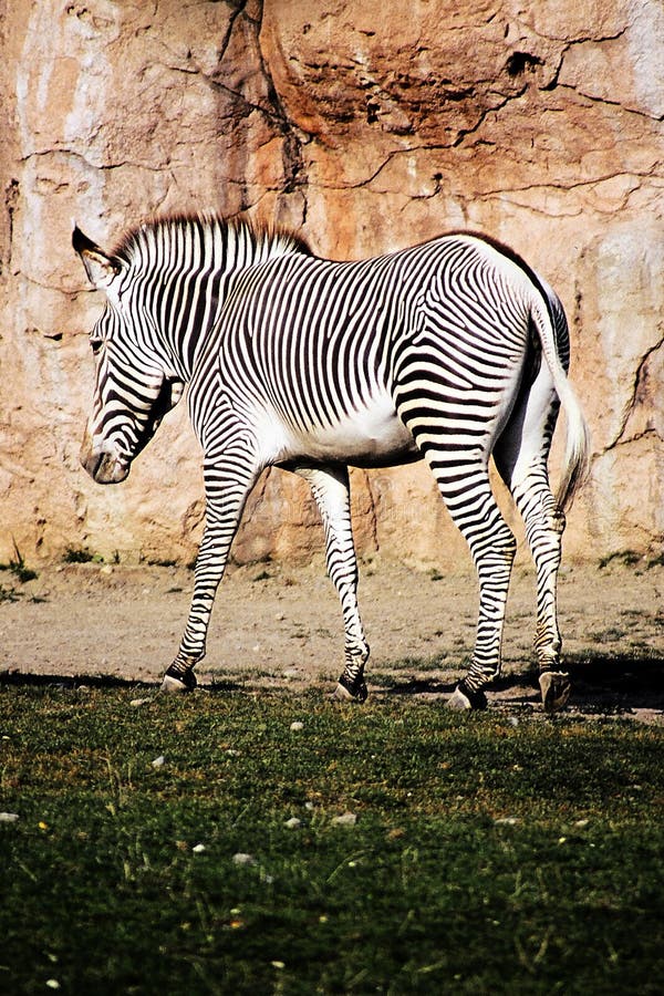 Zebra stripes stock image. Image of patterns, wild, mammal - 102737