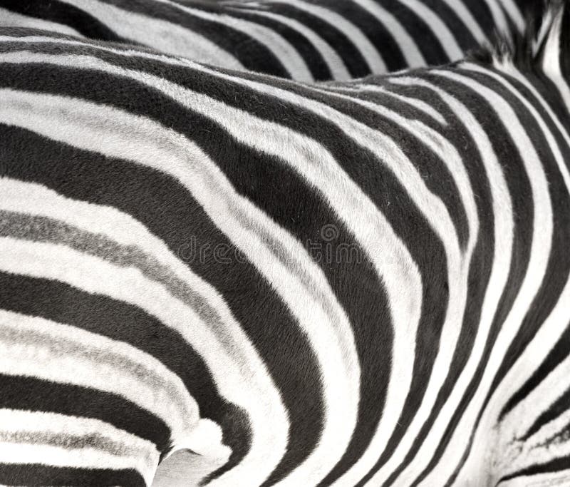 Zebra Strip. Zebra Stripes Pattern Texture Stock Image - Image of ...