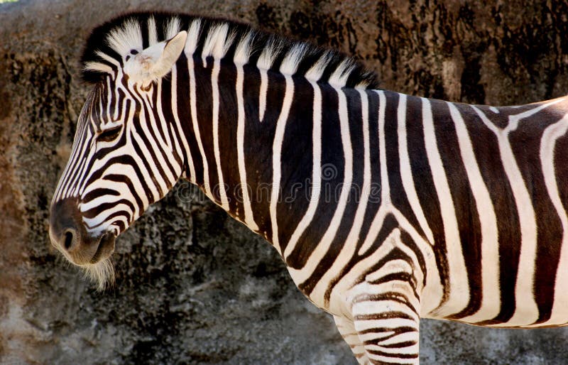 Zebra Stripes stock photo. Image of animal, white, relax - 12544858