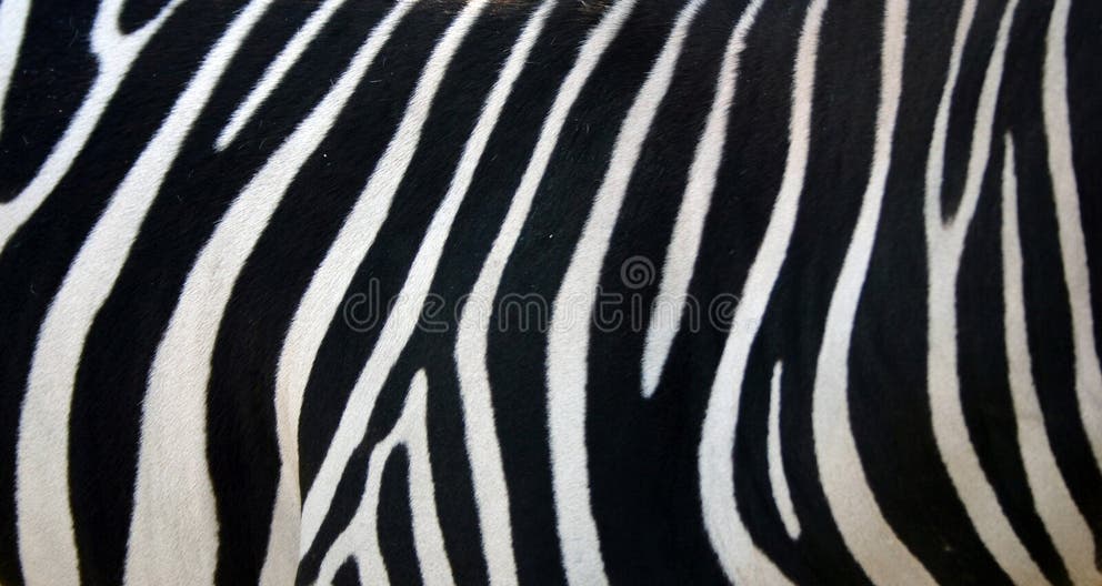 Zebra Stripes stock image. Image of black, pattern, background - 15205