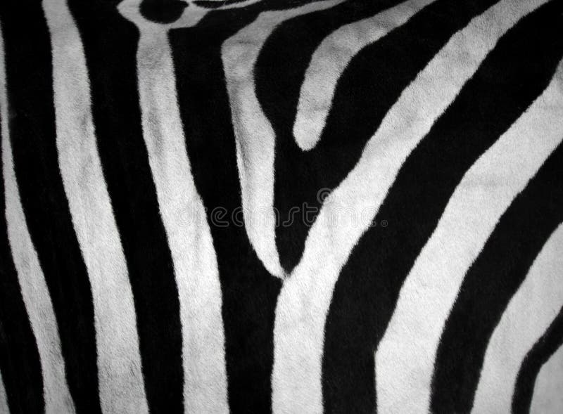 Zebra Stripes stock photo. Image of patterns, stripes - 27287594