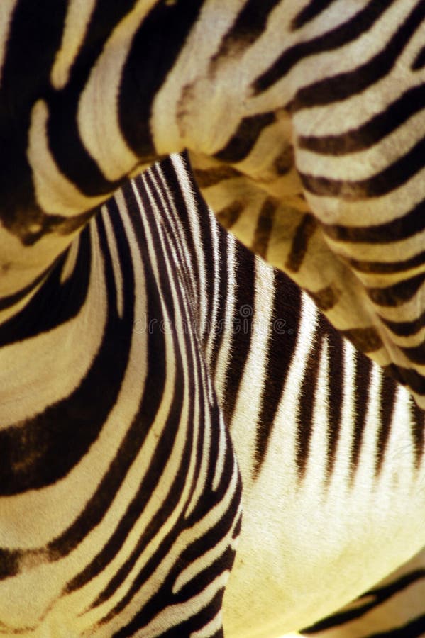 Zebra Stripes stock photo. Image of striping, zebra, equine - 320974