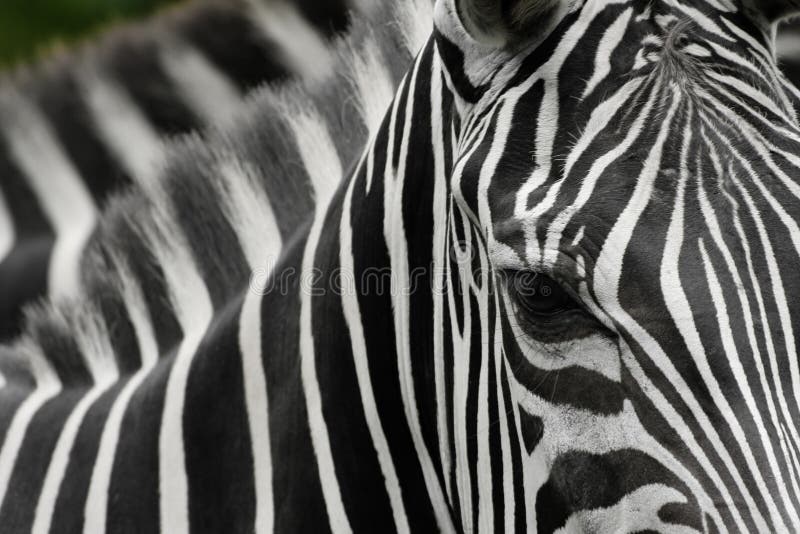 Zebra stripes stock photo. Image of lines, pattern, mosaic - 7151898