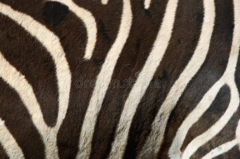 Zebra stripes stock image. Image of stripes, black, stripey - 8105031