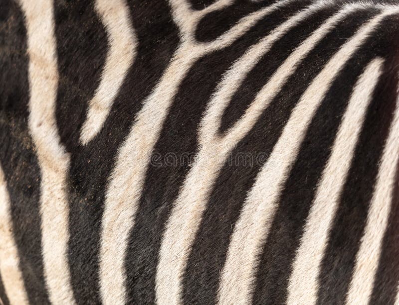 Zebra Stripes As an Abstract Background. Texture Stock Photo - Image of ...