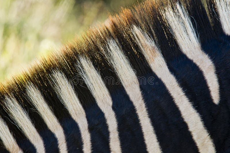 Zebra stripes stock image. Image of confidence, stripes - 31041311