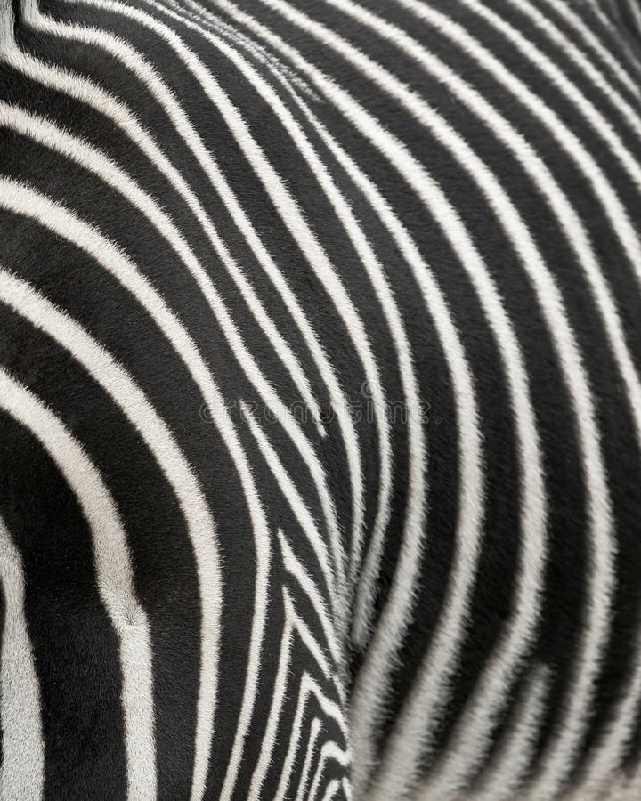 Zebra Stripes Form Abstract Curved Pattern Stock Image - Image of ...