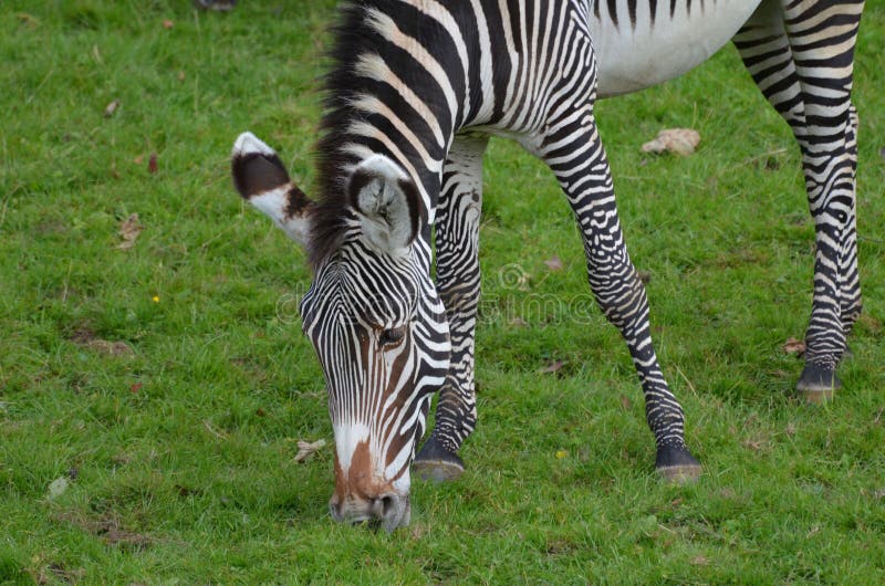 Zebra with Stripes Grazing on Lush Green Grass Stock Image - Image of ...