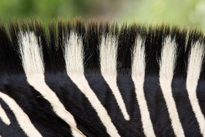 Zebra neck and mane stock image. Image of mane, black - 40036761